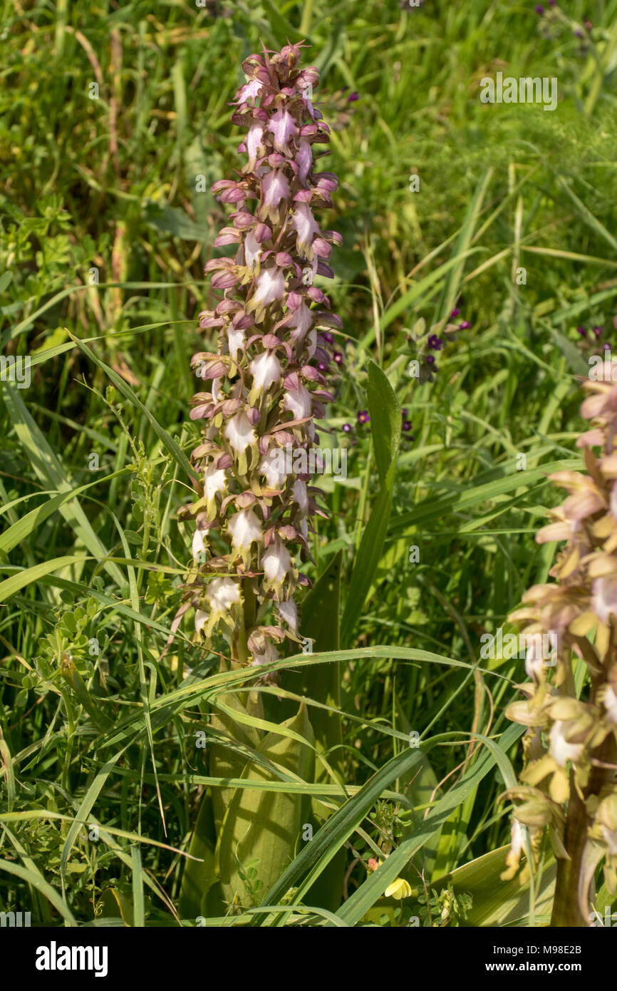 Orchid plants in spring grassland in the Paphos countryside in Cyprus ...