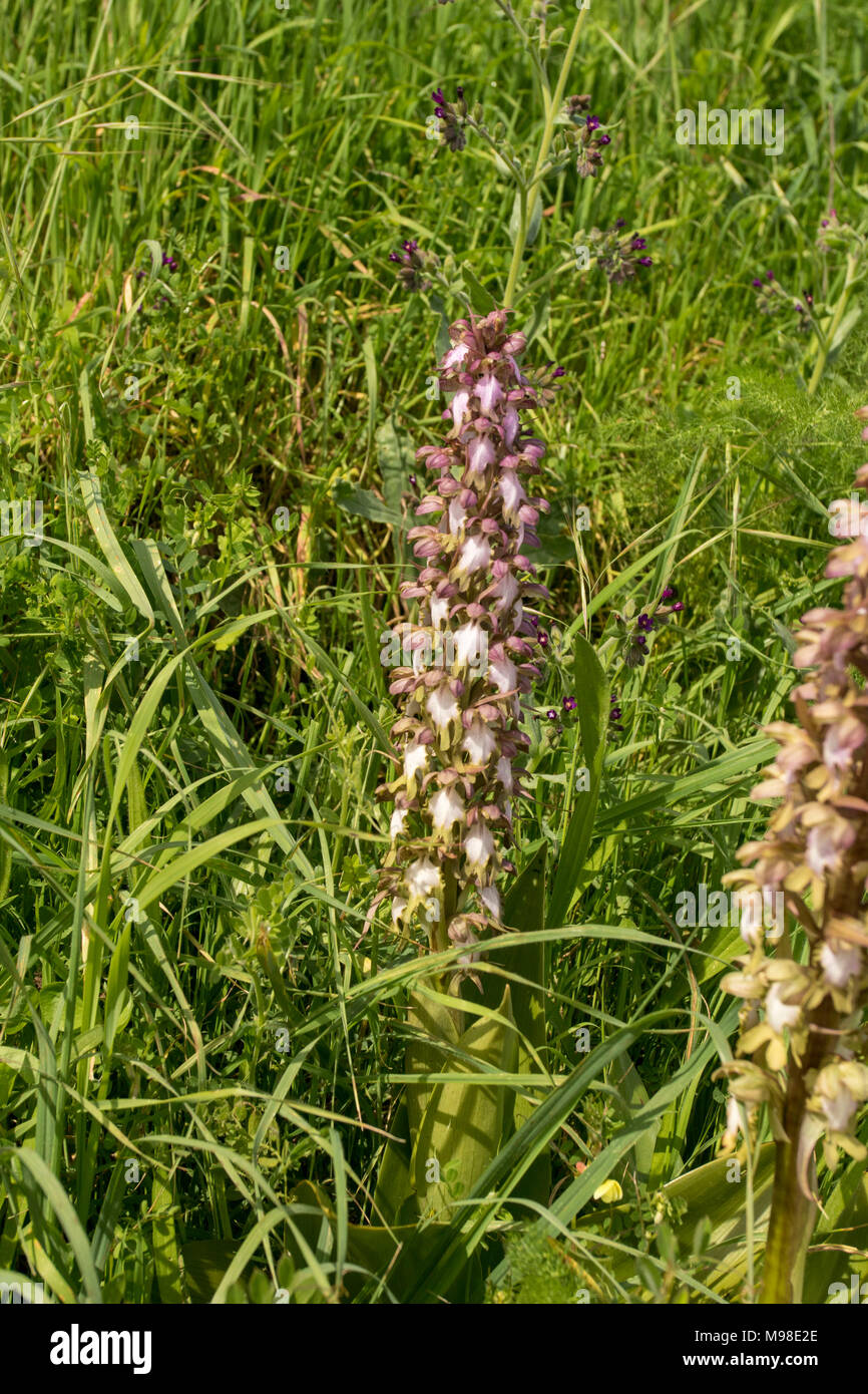 Orchid plants in spring grassland in the Paphos countryside in Cyprus ...