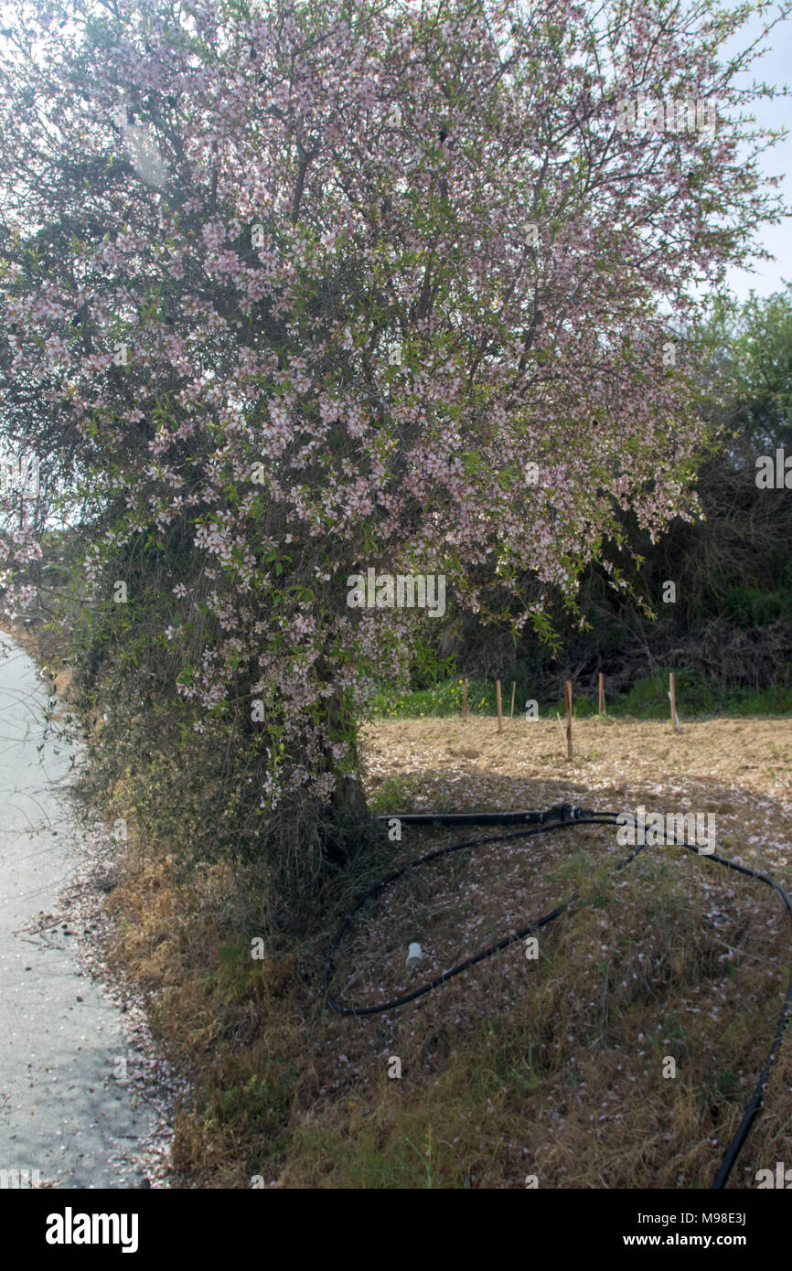bitter almond blossom (white) on the tree in spring sunshine, paphos ...