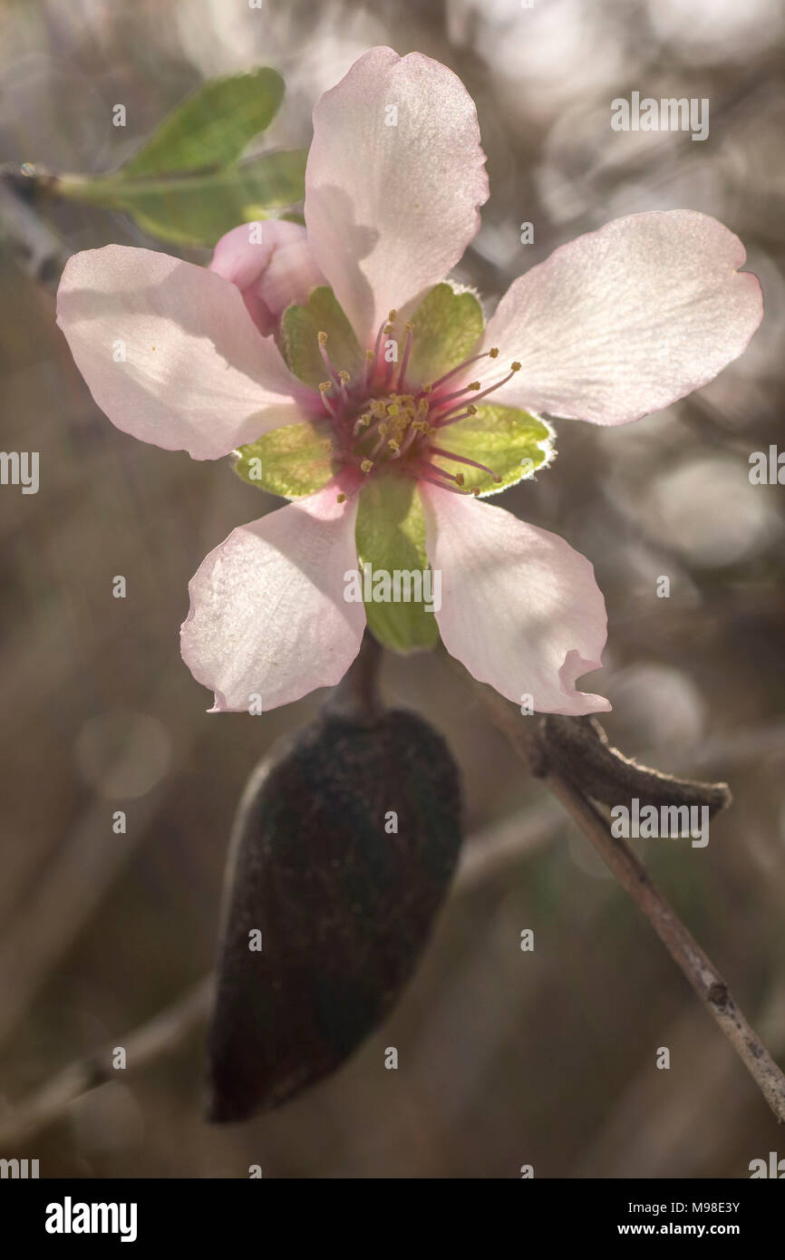bitter almond blossom (white) on the tree in spring sunshine, paphos ...