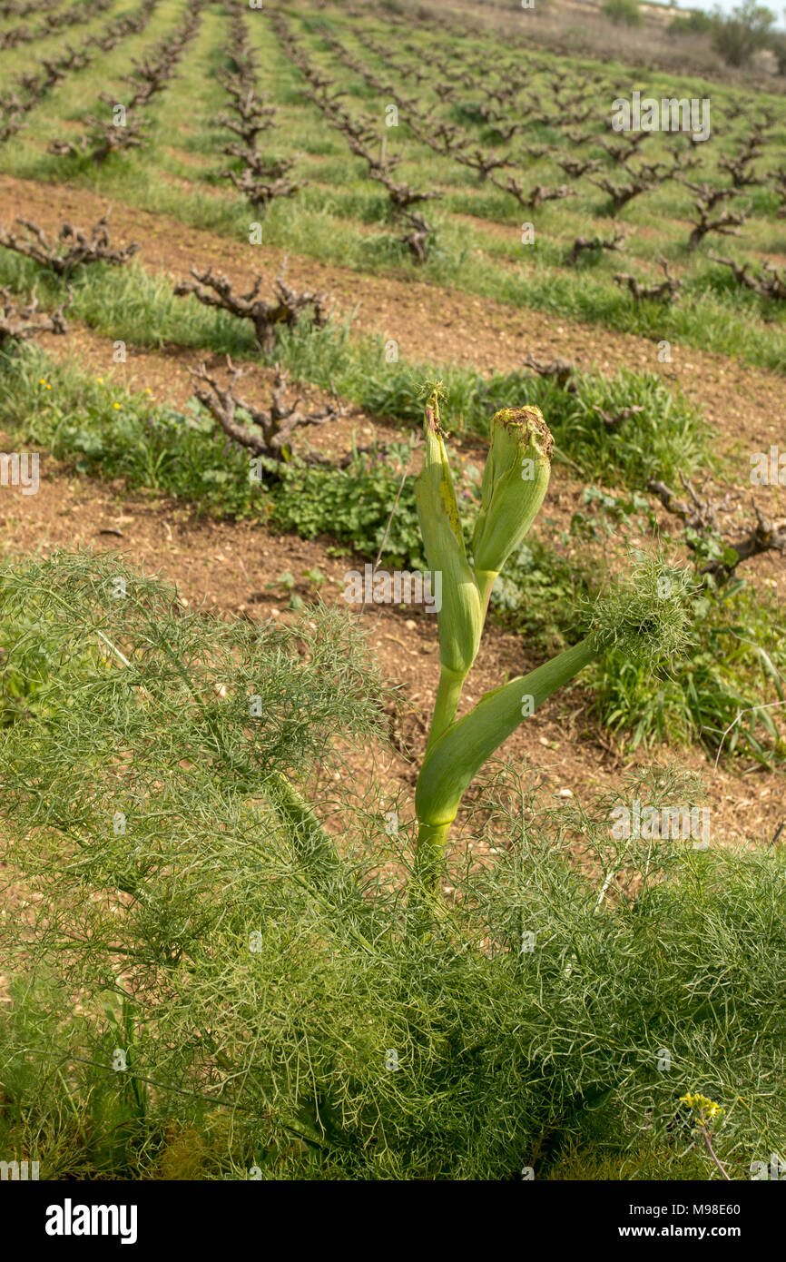 Wine vines on farmland in the spring countryside of Paphos, Cyprus ...
