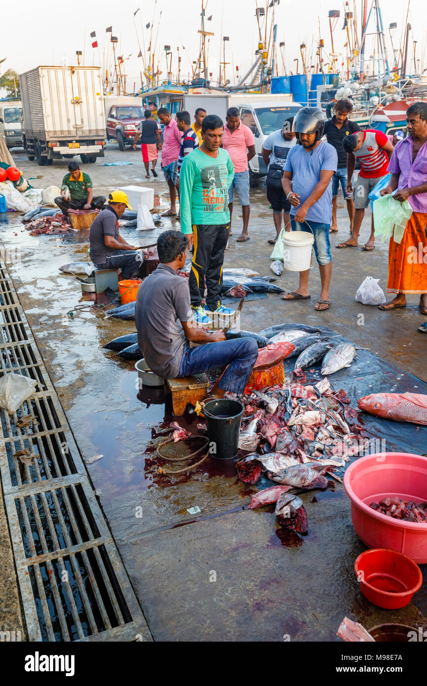 Large freshly caught fish being prepared by local fishermen at the fish ...