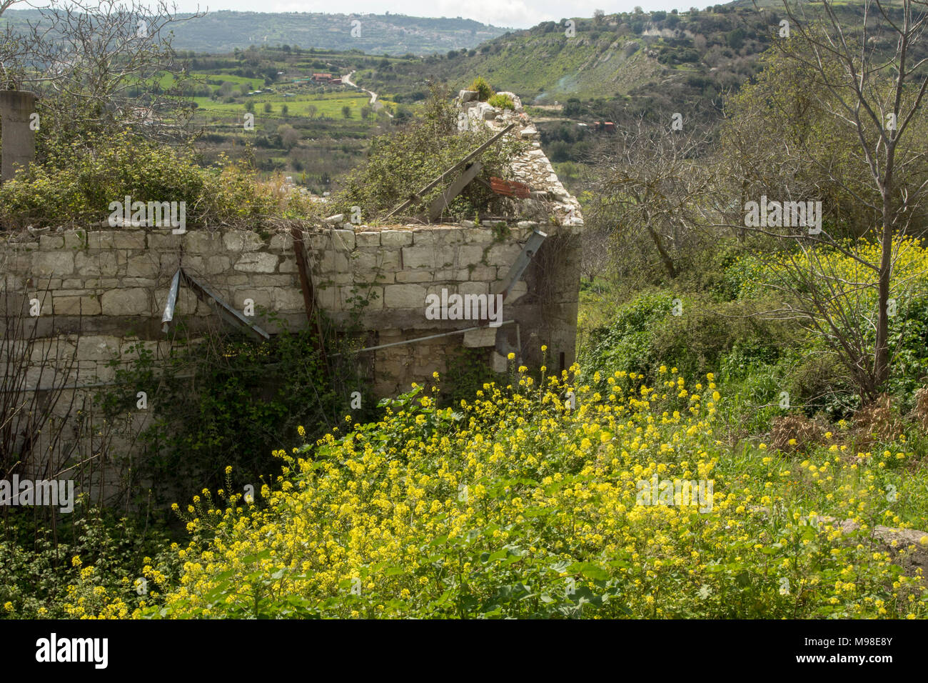 Derelict building and rapeseed in the Paphos landscape of Cyprus in ...
