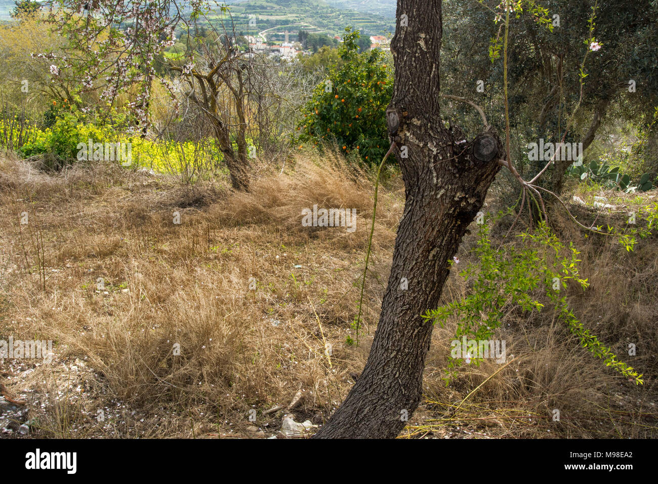 Paphos district landscape with tree patch of rapeseed and background ...