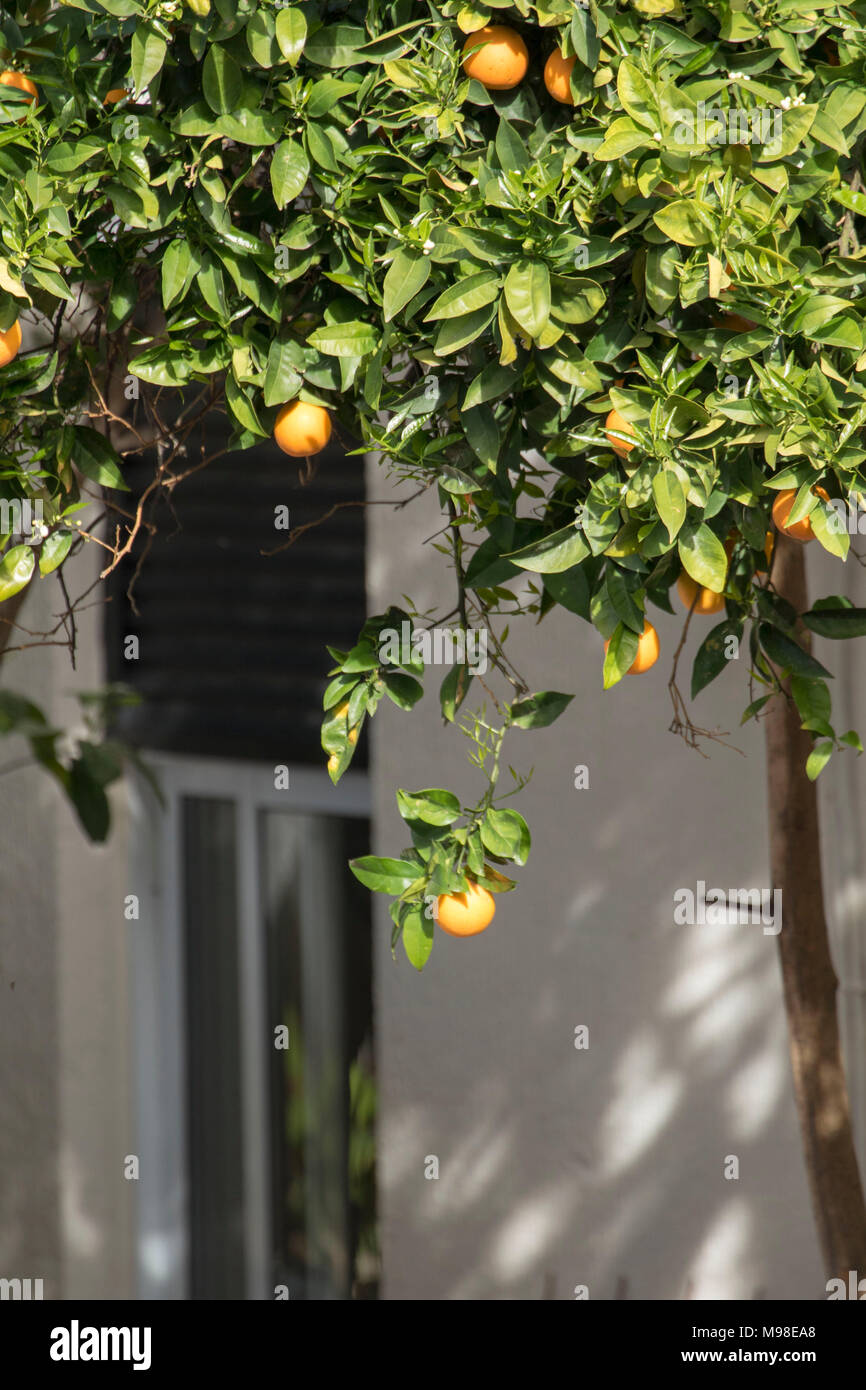Orange tree in fruit in urban setting, Paphos garden, Cyprus Stock ...