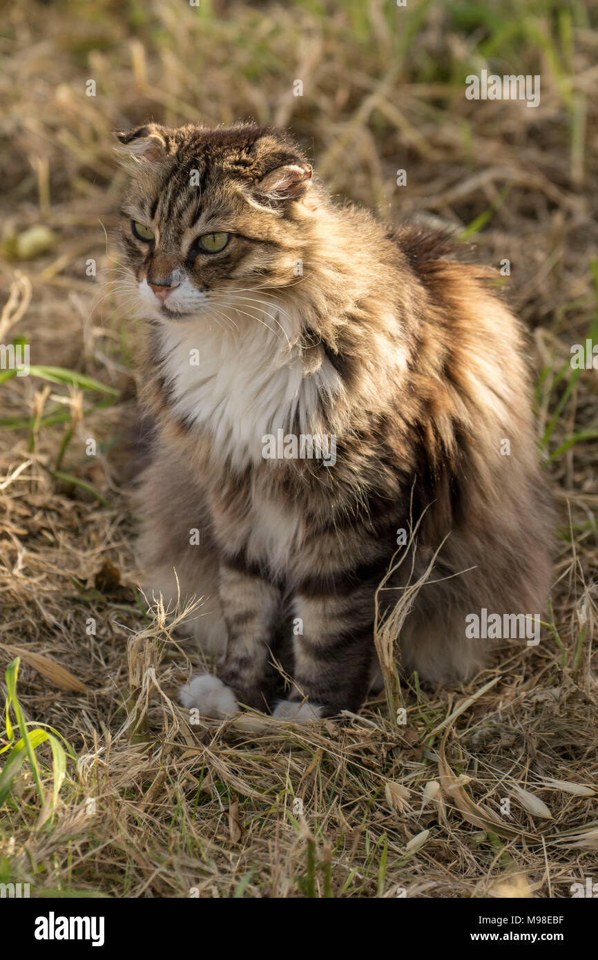 Cyprus cat at neo Paphos, Paphos, Cyprus, Caribbean Stock Photo - Alamy
