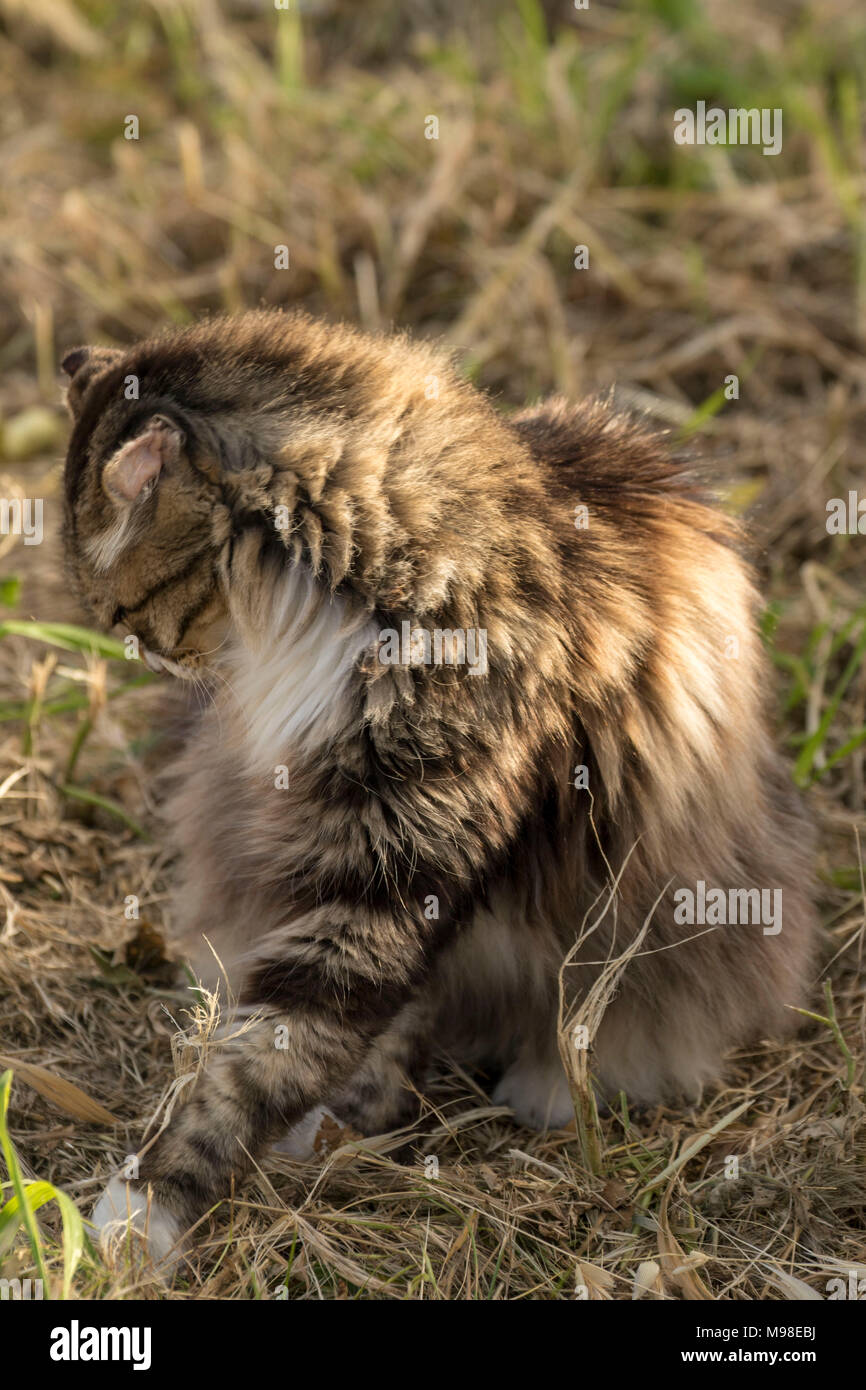 Cyprus cat at neo Paphos, Paphos, Cyprus, Caribbean Stock Photo - Alamy