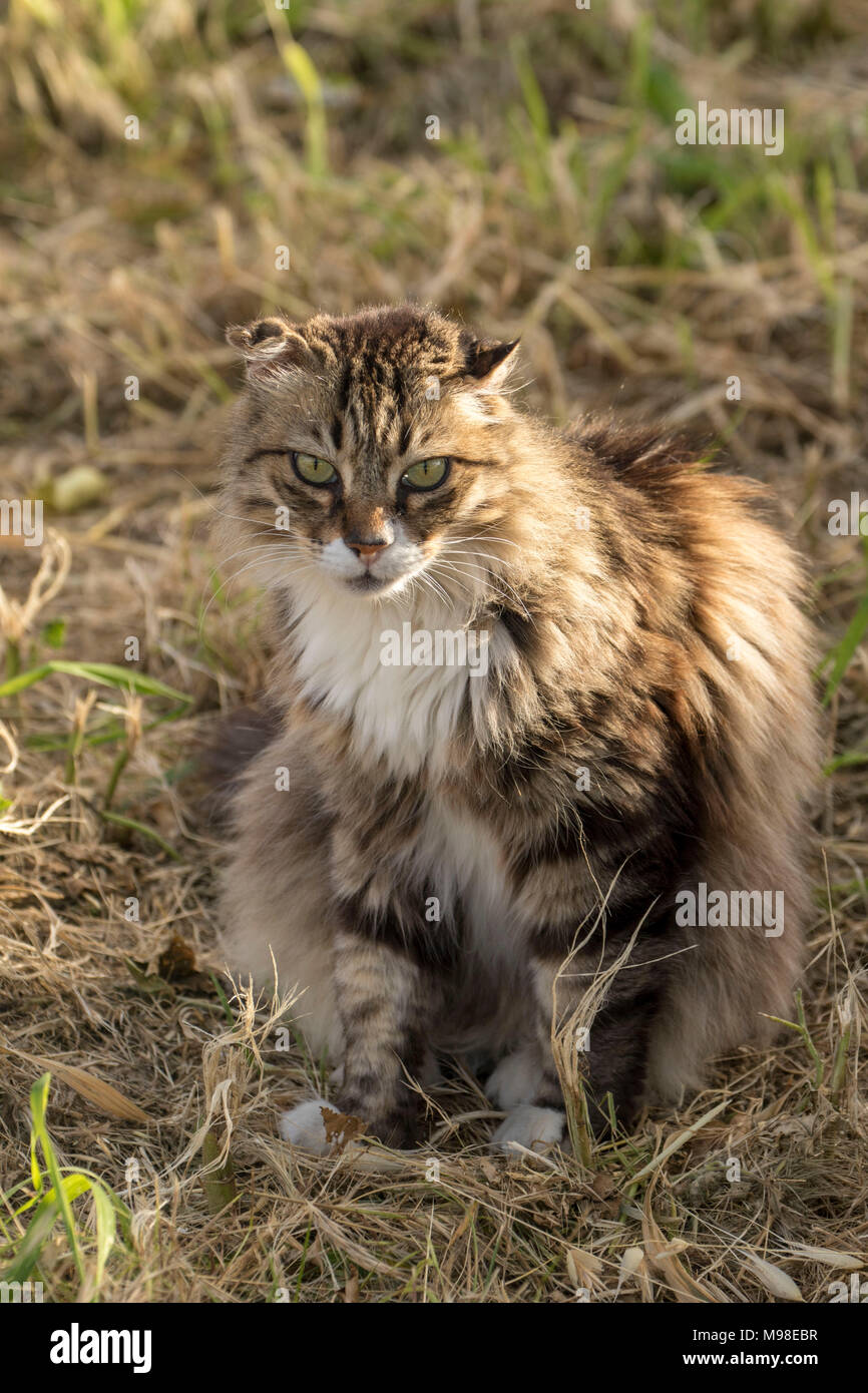 Cyprus cat at neo Paphos, Paphos, Cyprus, Caribbean Stock Photo - Alamy