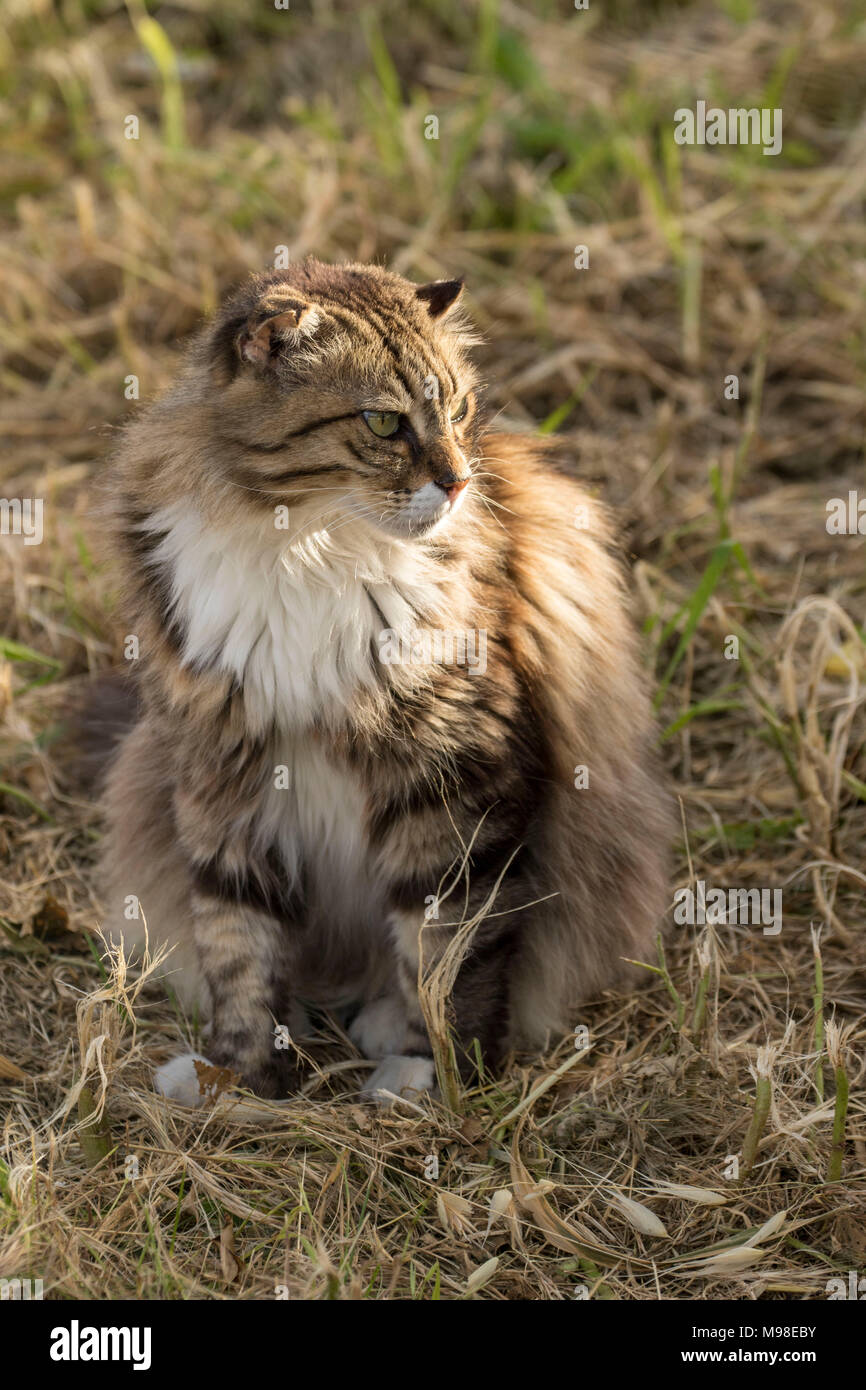 Beautiful tawny coloured feral cat in the tourist area of kato paphos ...