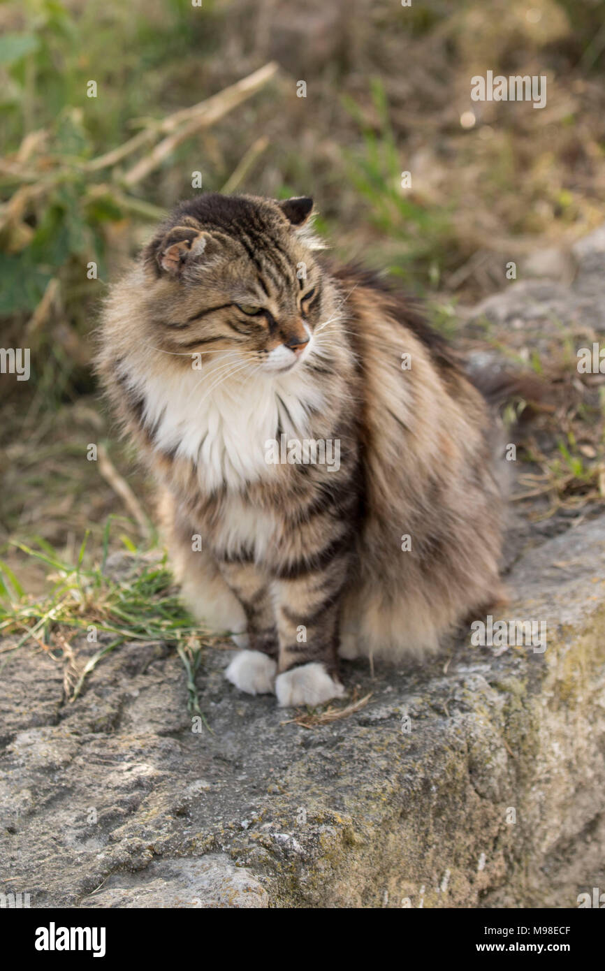 Beautiful tawny coloured feral cat in the tourist area of kato paphos ...