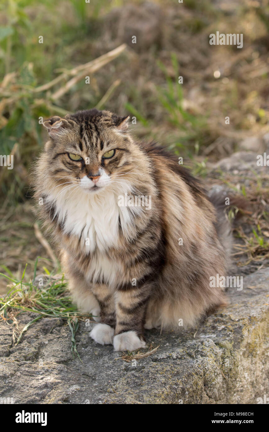 Cyprus Cats Stock Photos & Cyprus Cats Stock Images - Alamy
