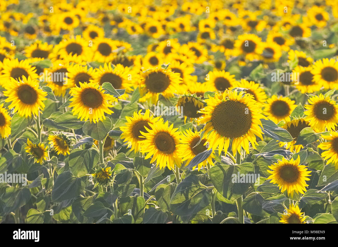 Warm sunny summer hi-res stock photography and images - Alamy