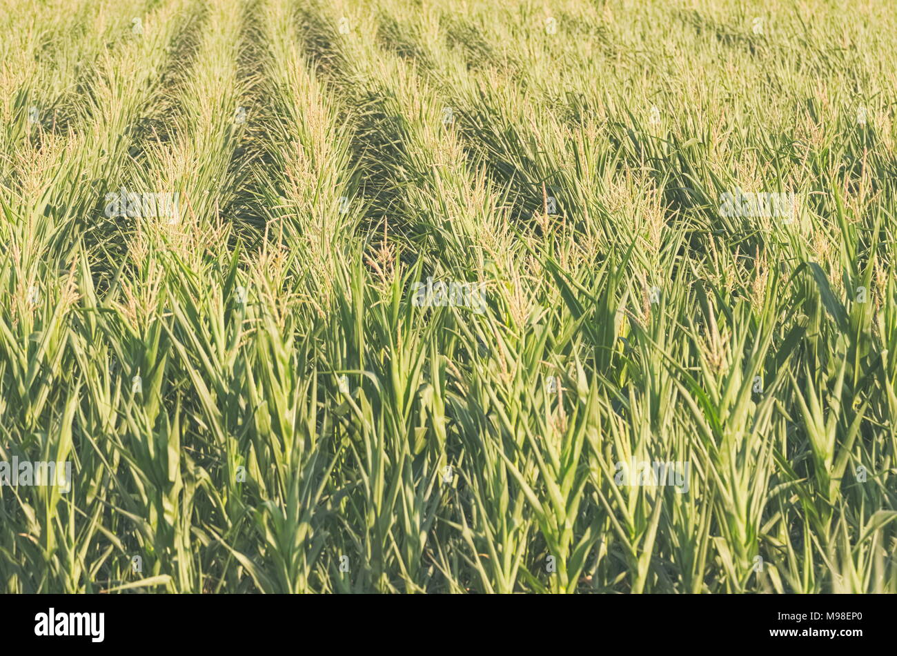 Unripe corn hi-res stock photography and images - Alamy