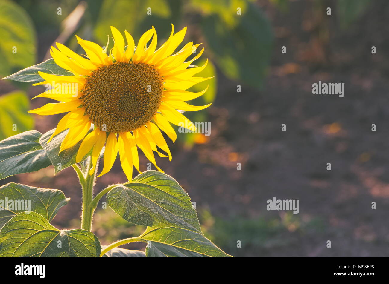 Closeup single yellow sunflower hi-res stock photography and images - Alamy