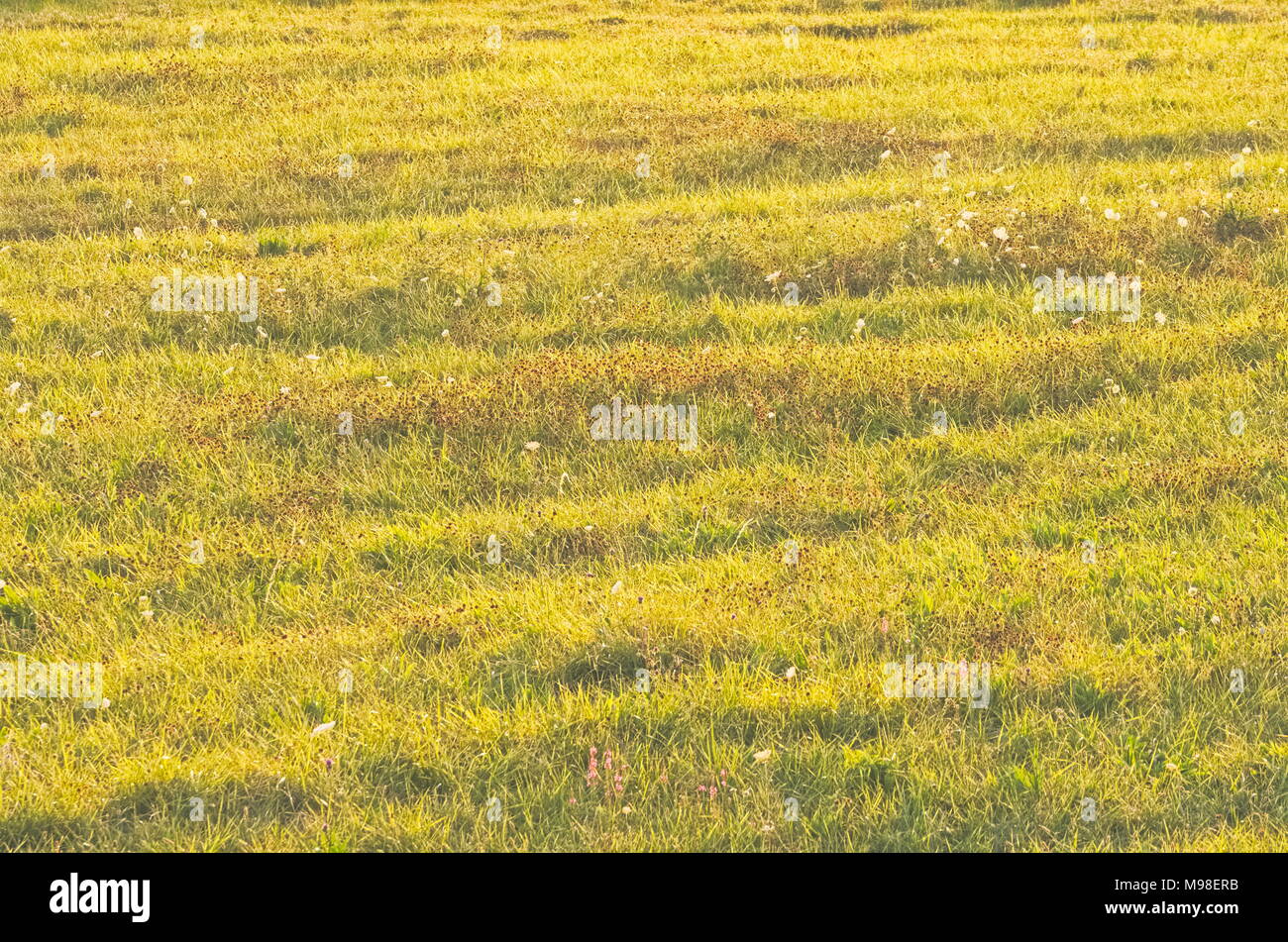 Rural meadow backdrop hi-res stock photography and images - Alamy