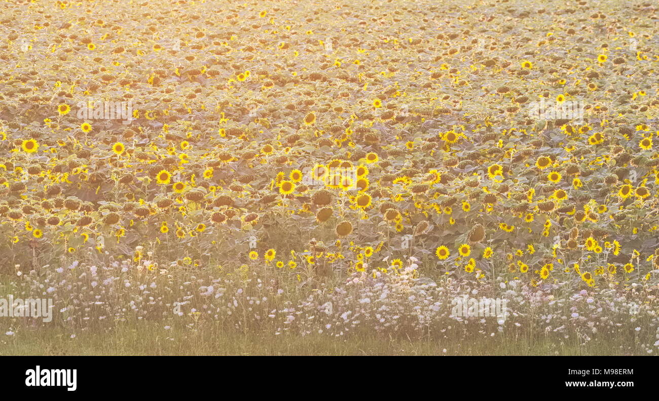 Sunny sunflower field hi-res stock photography and images - Alamy