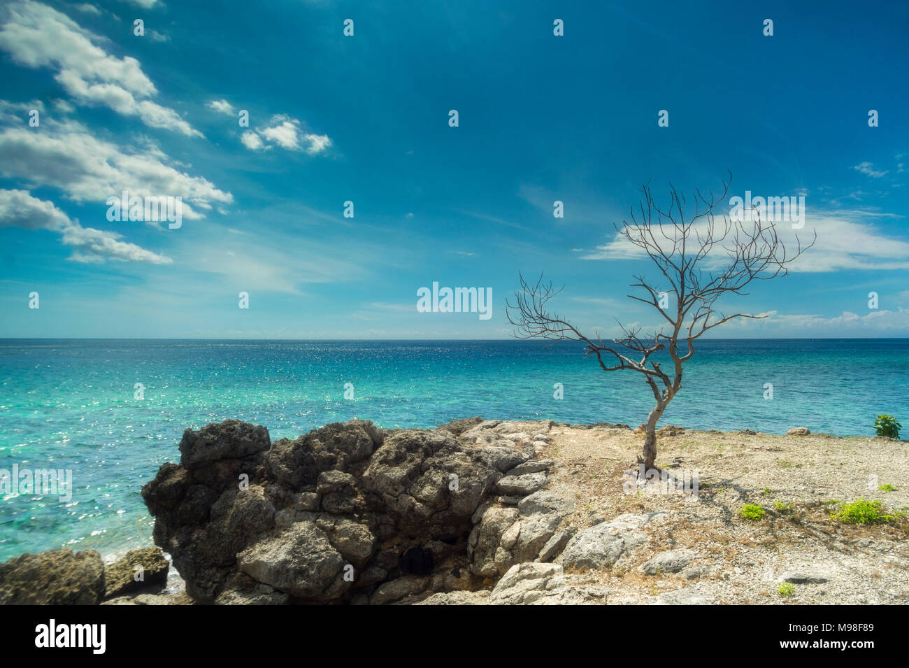 Beautiful landscape photo with tree over the beach Stock Photo - Alamy