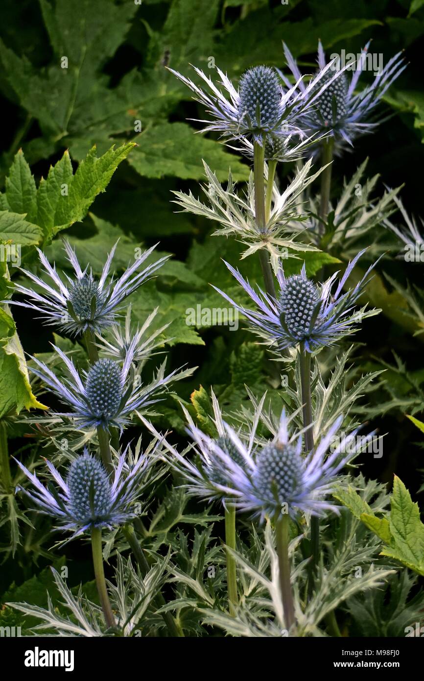 Clusters of purple thistles (Onopordum acanthium) the Scottish national ...