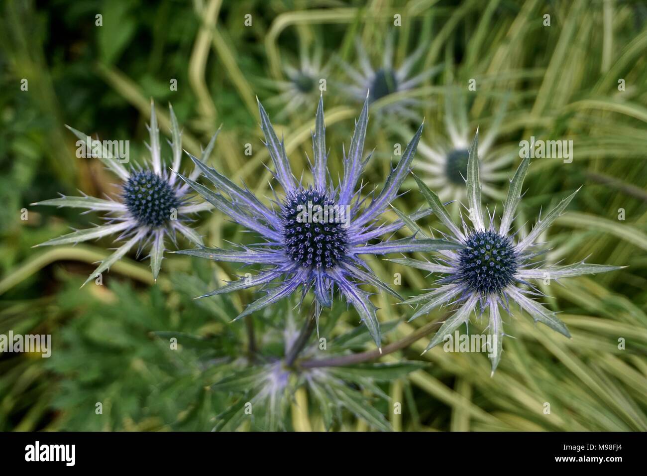 Clusters of purple thistles (Onopordum acanthium) the Scottish national ...