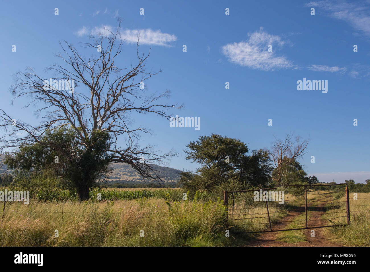 Landscape with a rustic old farm gate and a dirt track leading through ...