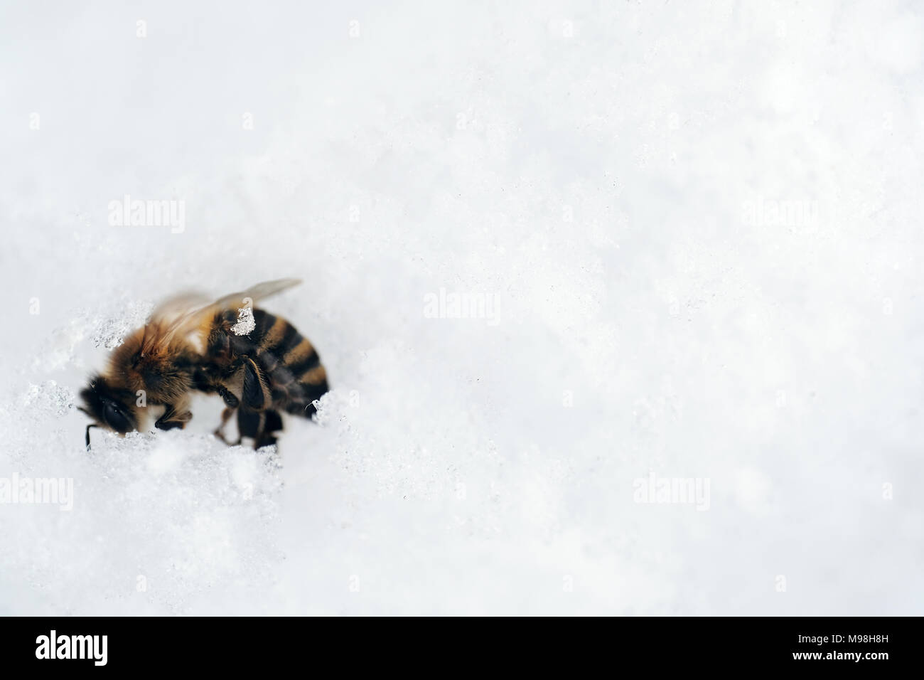 Frozen To Death Bee Stock Photo - Alamy