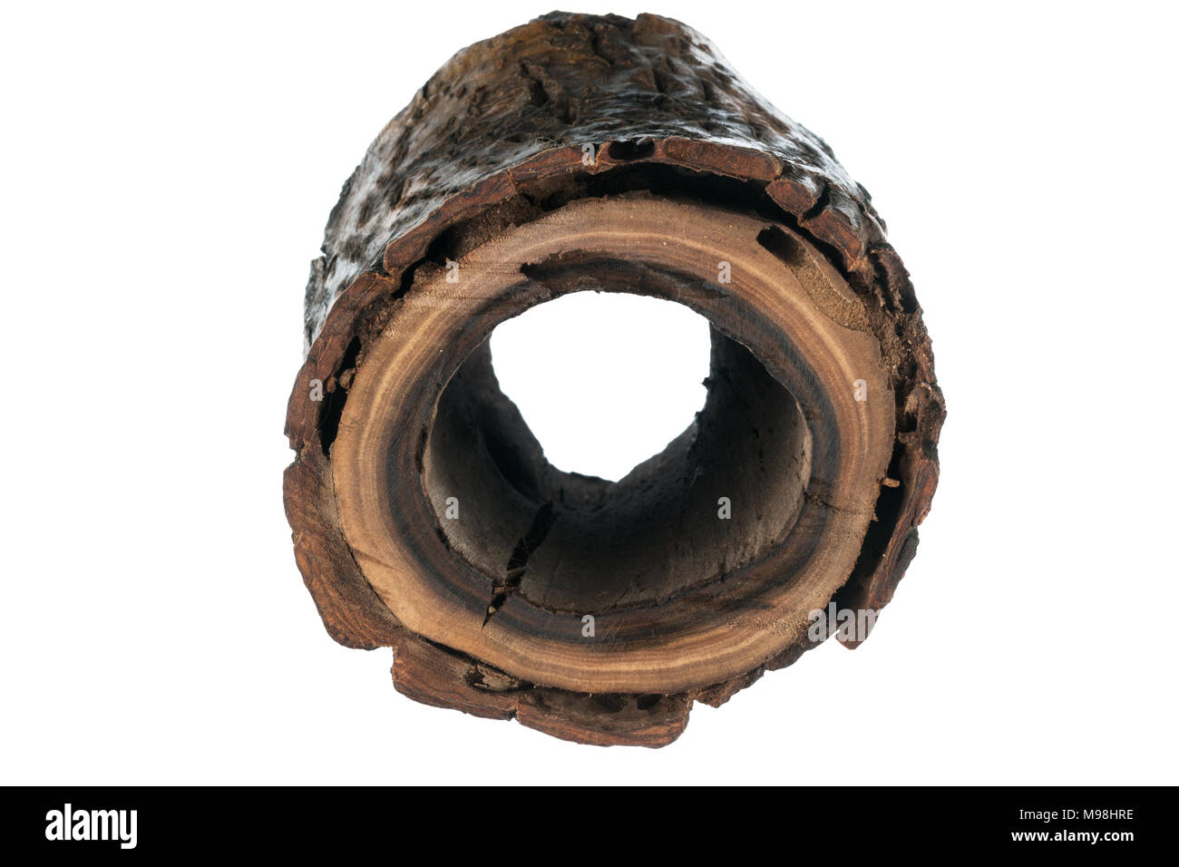 Unique empty walnut trunk. Isolated on white. View from above Stock ...