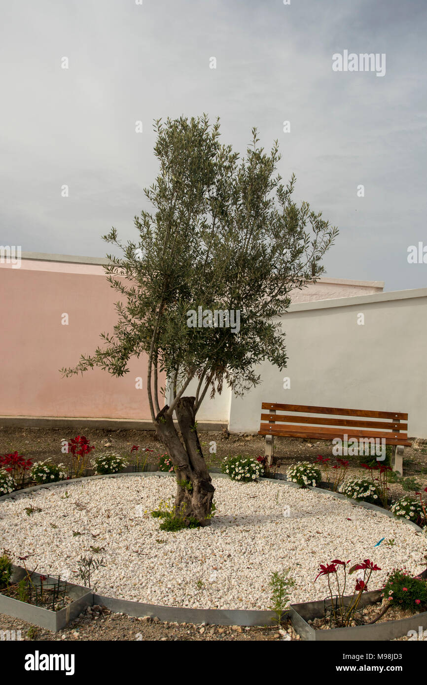 Olive trees in spring cyprus hi-res stock photography and images - Alamy