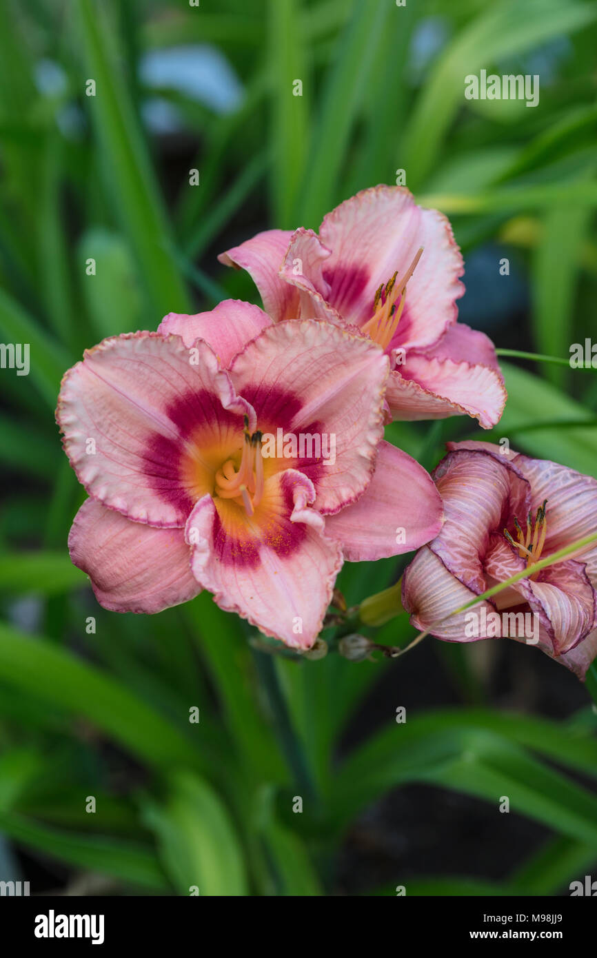 'Strawberry Candy' Daylily, Daglilja (Hemerocallis Stock Photo - Alamy