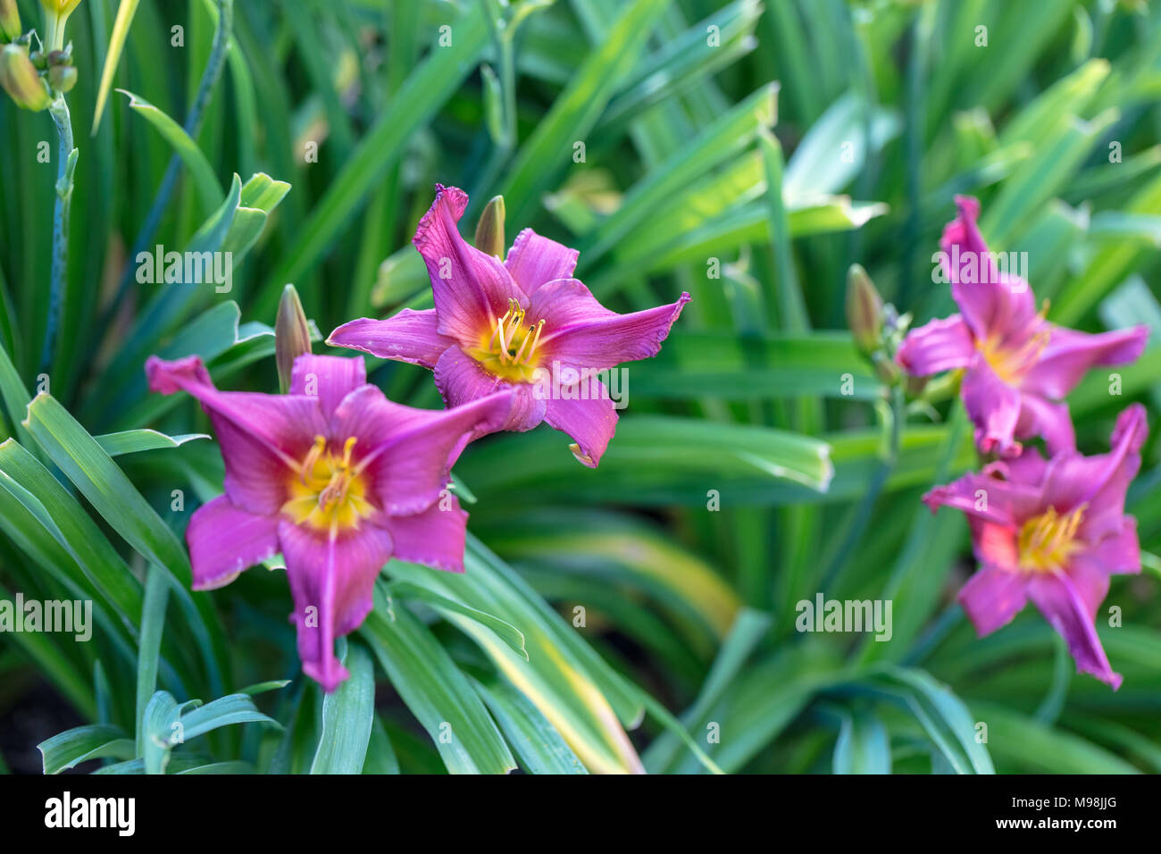 'Summer Wine' Daylily, Daglilja (Hemerocallis Stock Photo - Alamy