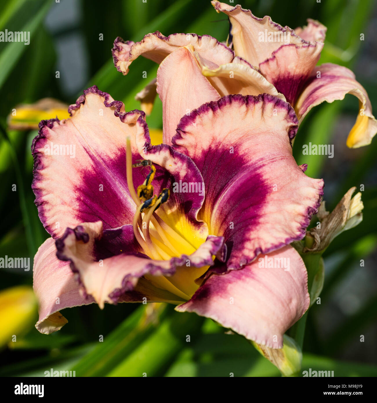 'Regal Braid' Daylily, Daglilja (Hemerocallis Stock Photo - Alamy