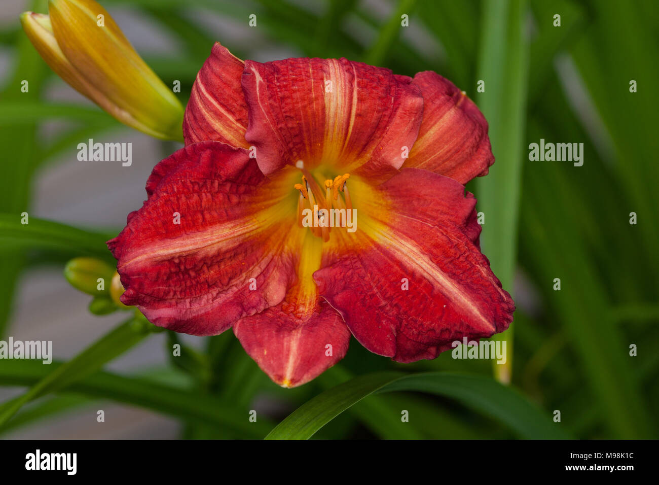 Red Rum Stock Photos & Red Rum Stock Images - Alamy