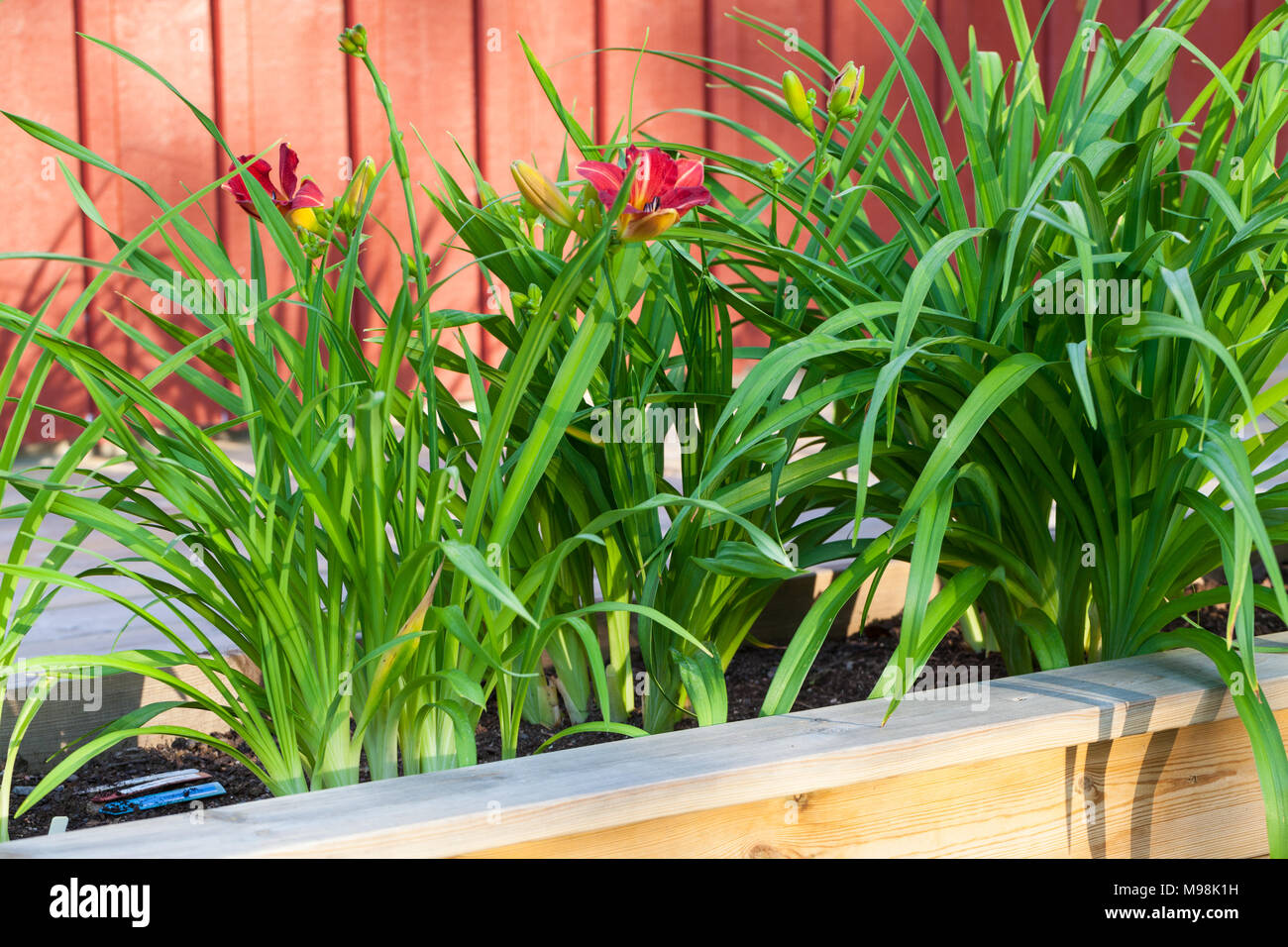 'Red Rum' Daylily, Daglilja (Hemerocallis Stock Photo - Alamy