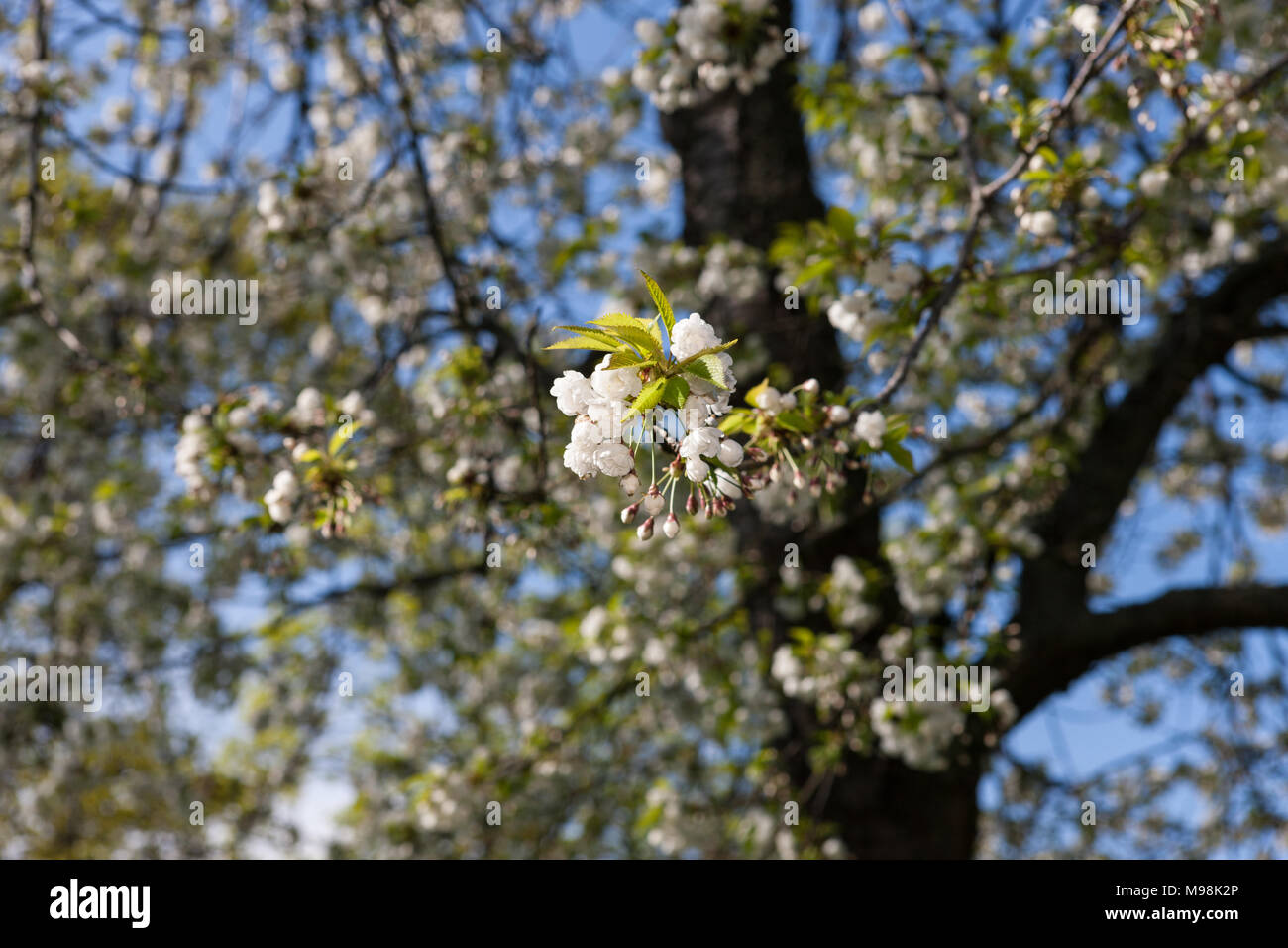 'Plena' Double gean, Fylldblommigt fågelbär (Prunus avium Stock Photo ...