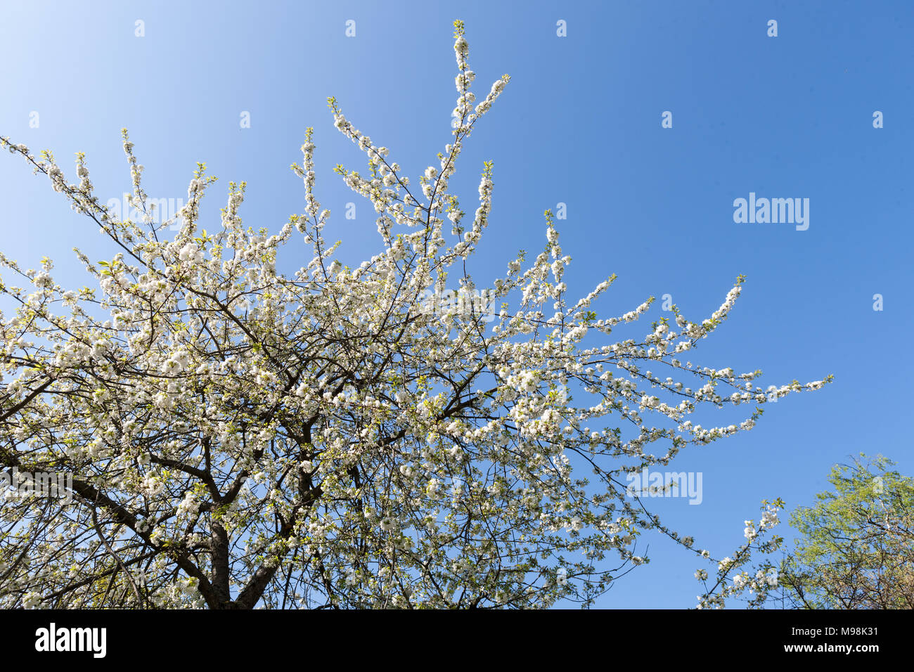'Plena' Double gean, Fylldblommigt fågelbär (Prunus avium Stock Photo ...