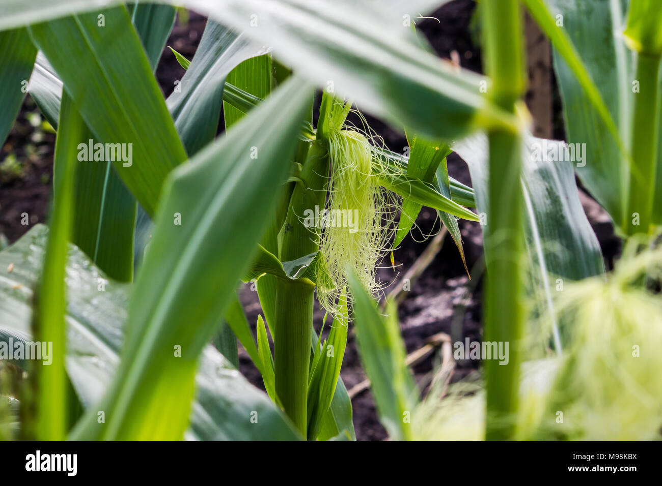 Corn on the cob on green leaves growing in the garden Stock Photo - Alamy