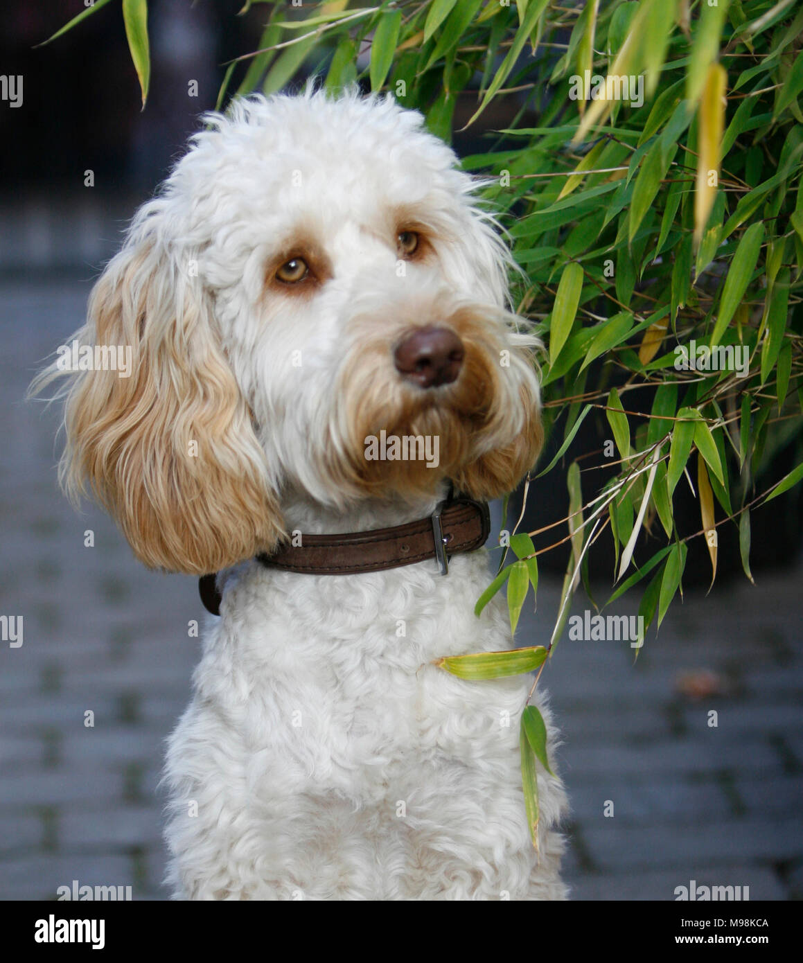 Cockapoo with apricot markings hi-res stock photography and images - Alamy