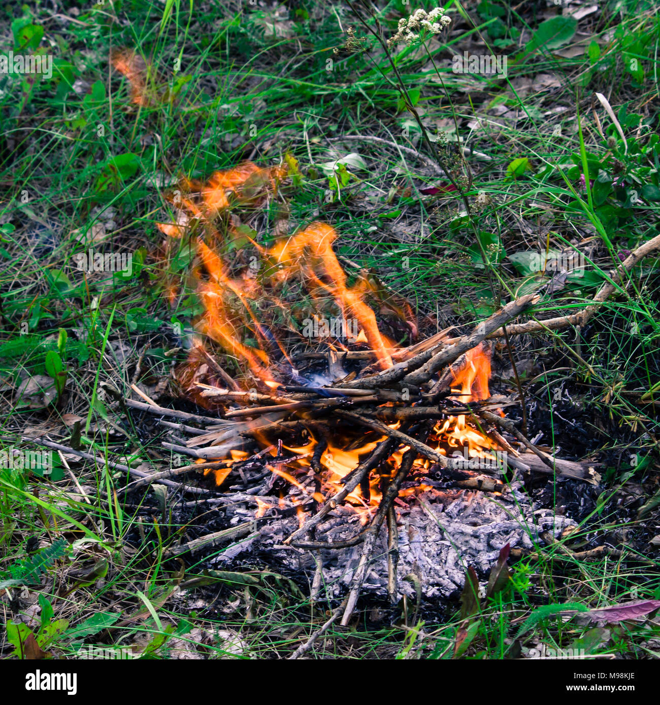 The fire in the green grass. A fire in the woods. Barbecue on the ...