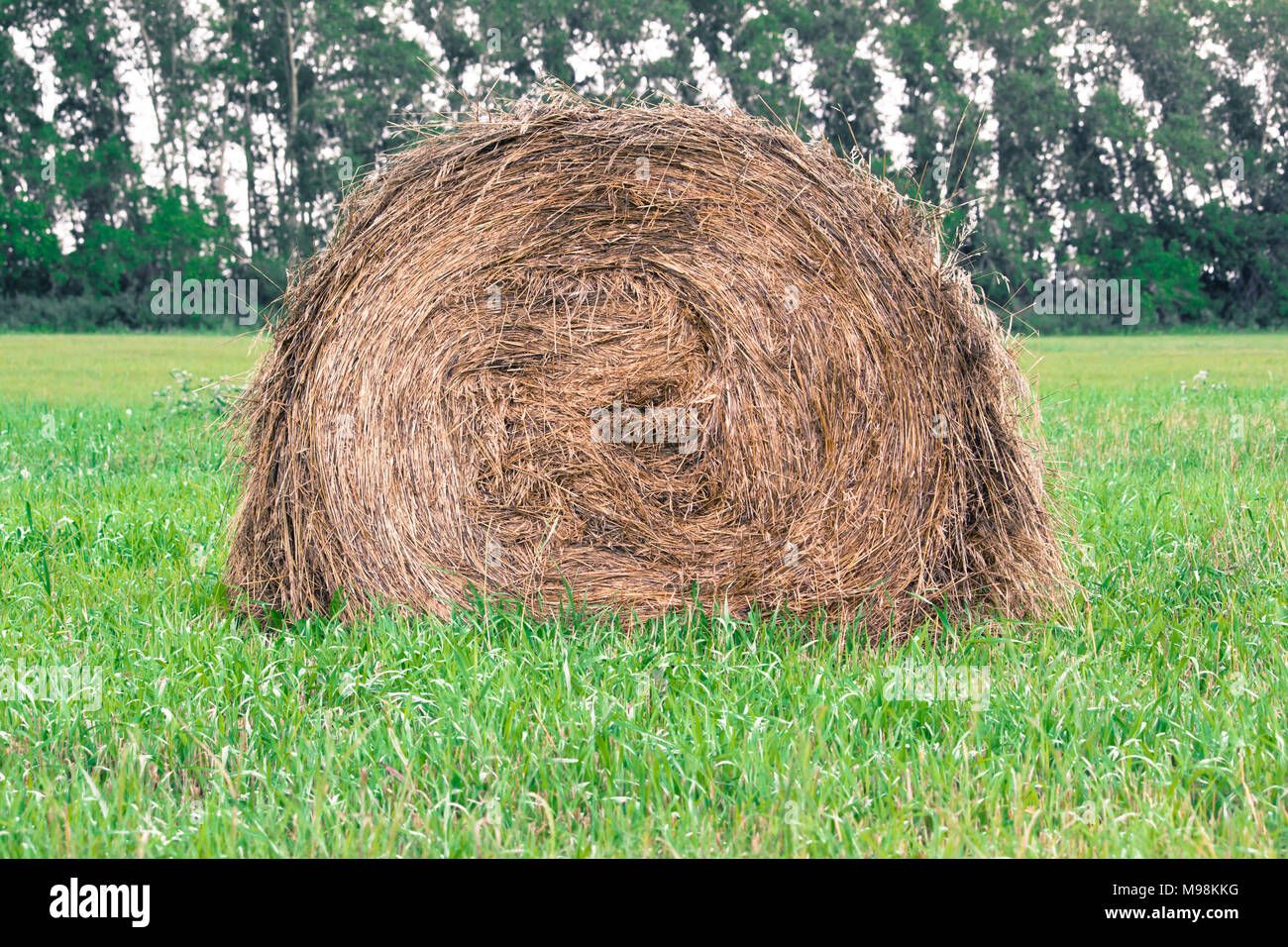 Roll in the hay hi-res stock photography and images - Alamy