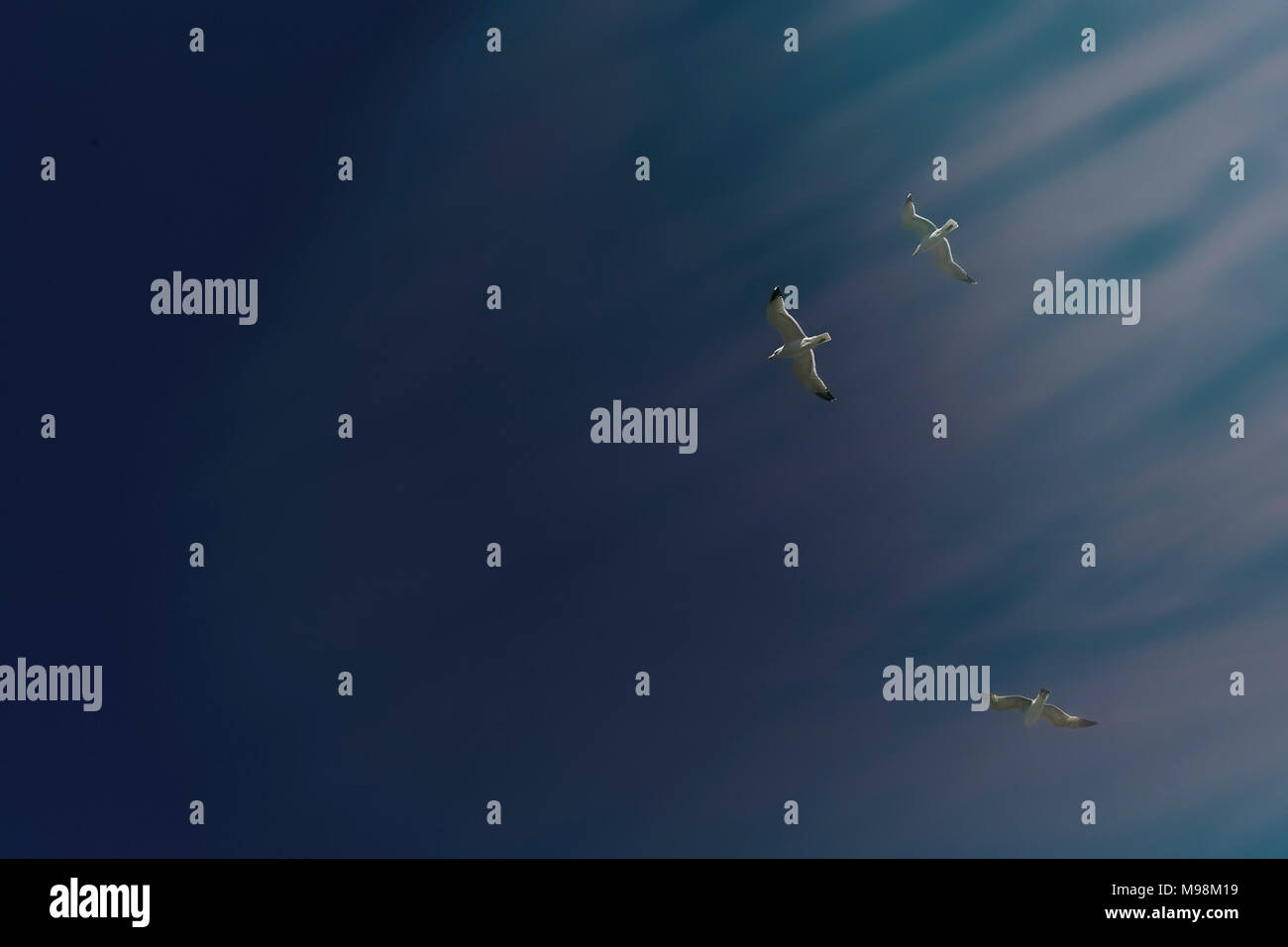 Seagulls. Wild birds flying high in a blue sky. Isolated. . Stock photo ...