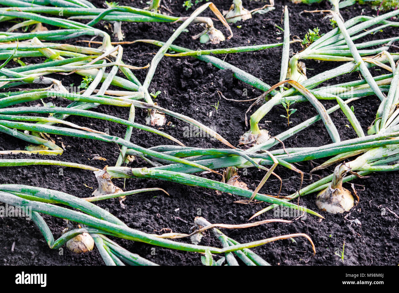 Green onion leaves and bulbs in the garden Stock Photo - Alamy