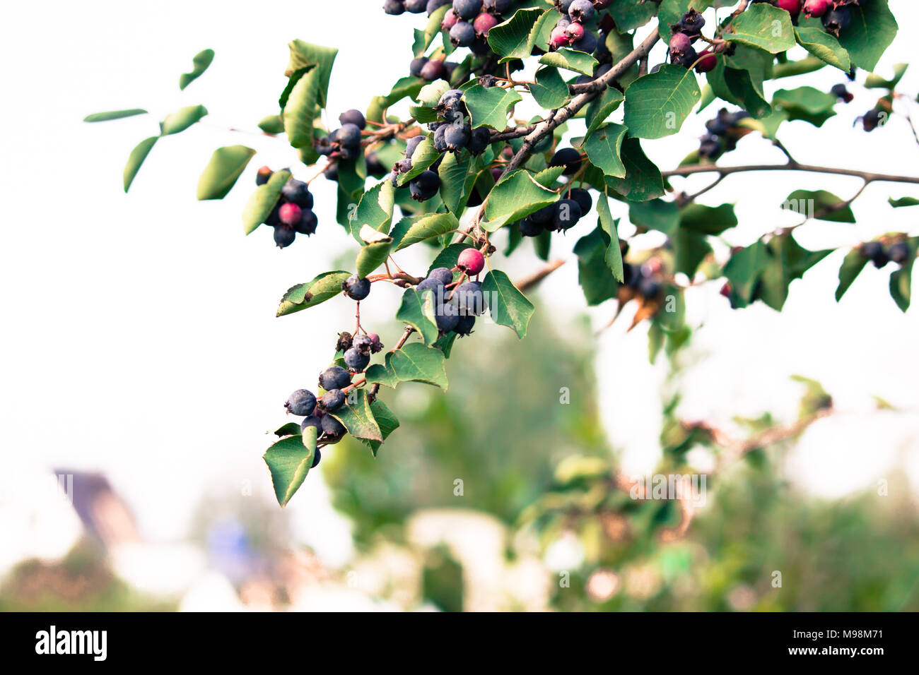 Saskatoon berry plant and fruit hi-res stock photography and images - Alamy