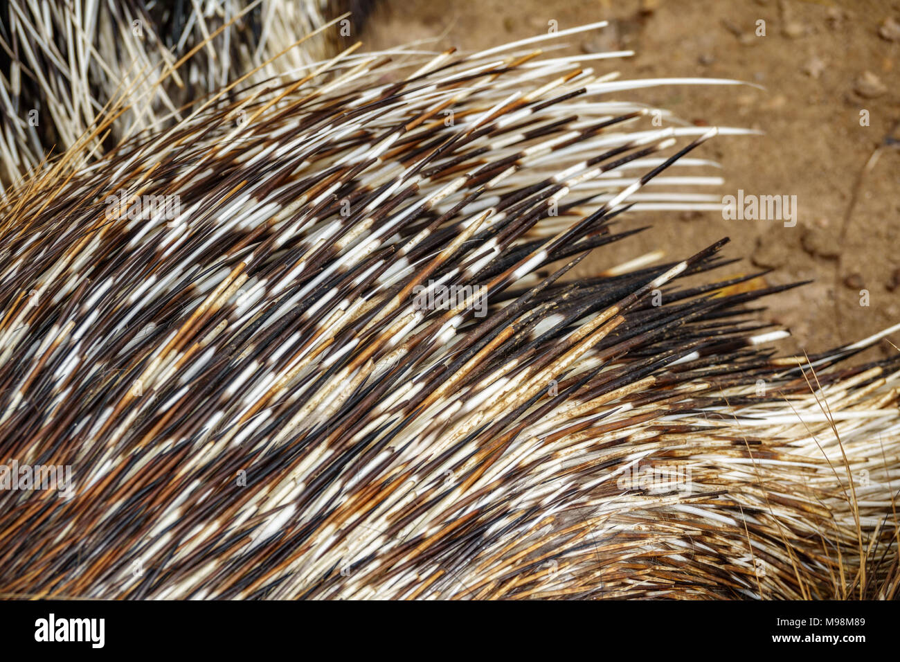 Top view of porcupine spines Stock Photo - Alamy