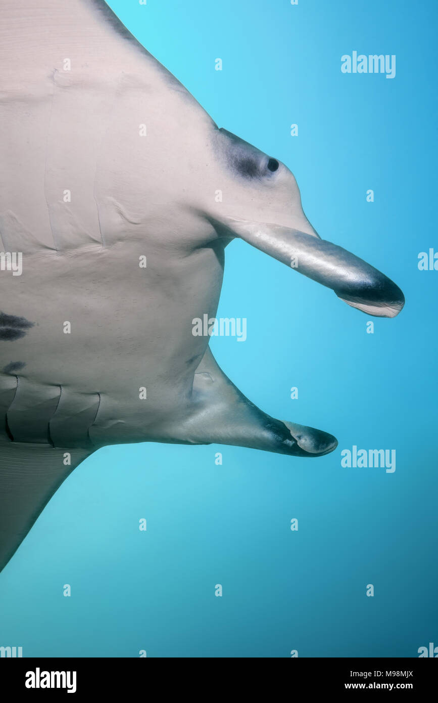 Portrait of the Reef Manta Ray (Mobula alfredi, Alfred manta) in the ...