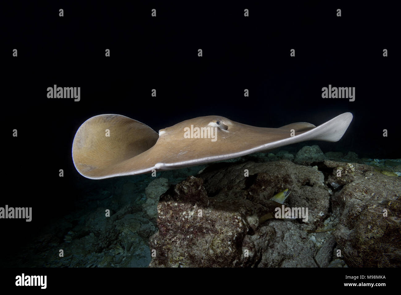 Pink whipray hi-res stock photography and images - Alamy