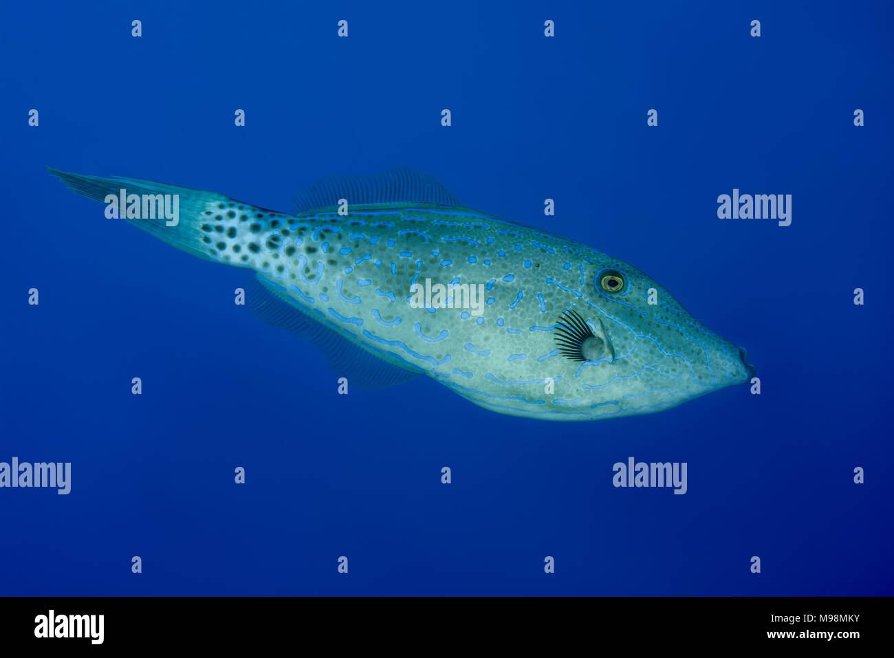 Scrawled Filefish (Aluterus scriptus) in the blue water Stock Photo - Alamy
