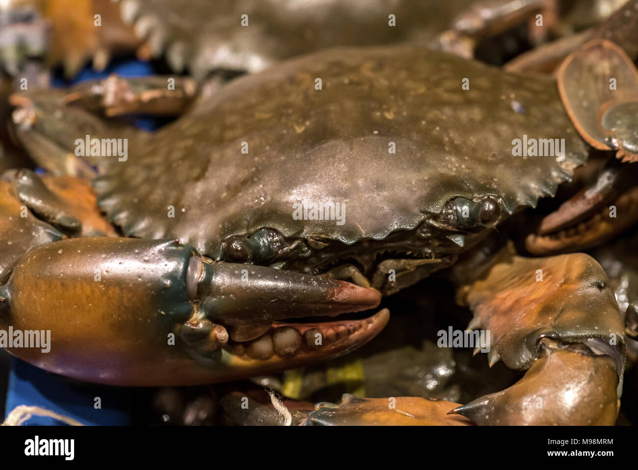 Fresh Raw Crab ready to cook Stock Photo - Alamy