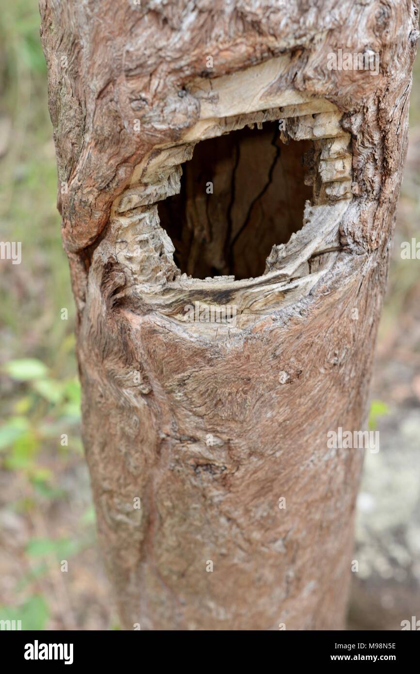 Hollow Tree Stock Photos & Hollow Tree Stock Images - Alamy