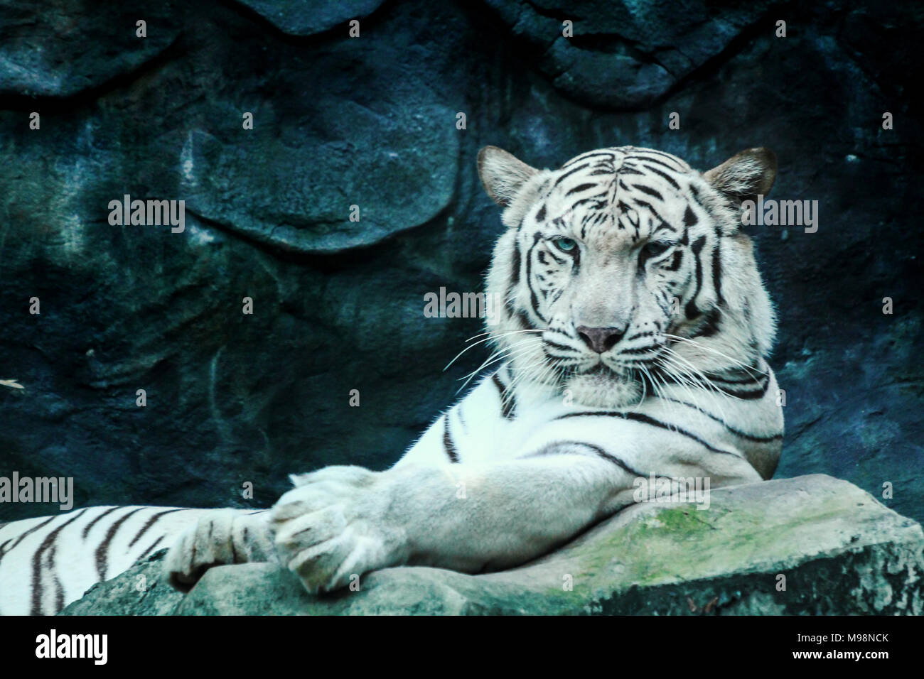 Zoo life in asean Stock Photo - Alamy