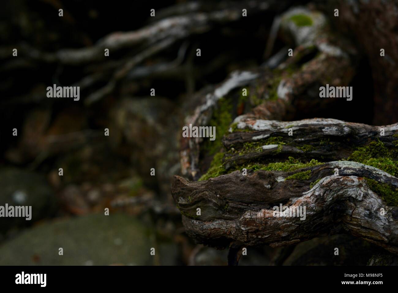 Gnarled tree root covered in moss exposed through erosion on a ...