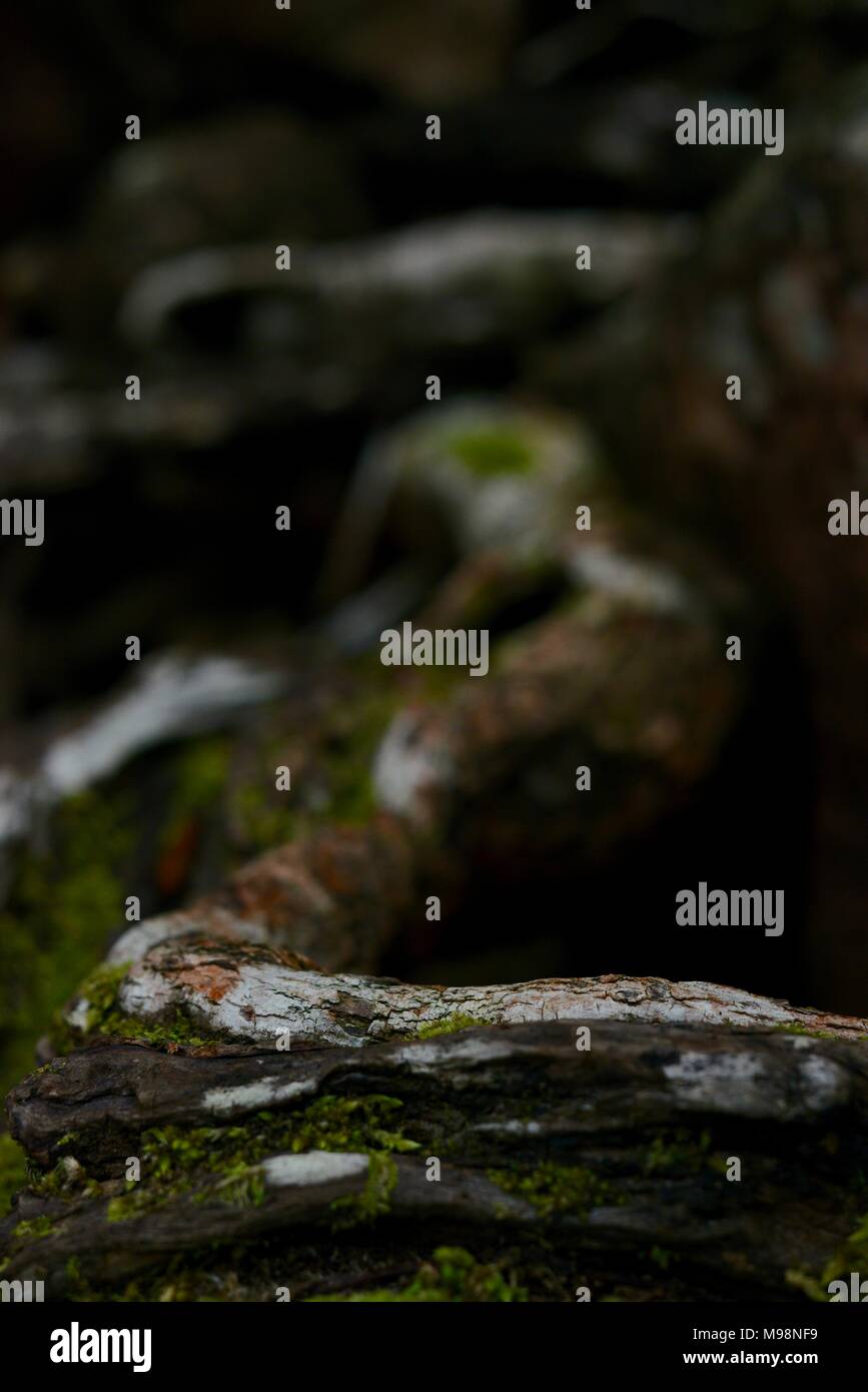 Gnarled tree root covered in moss exposed through erosion on hi-res ...